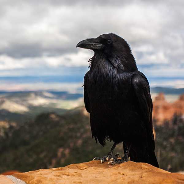 The Raven of Thoughts - Trilotherapy